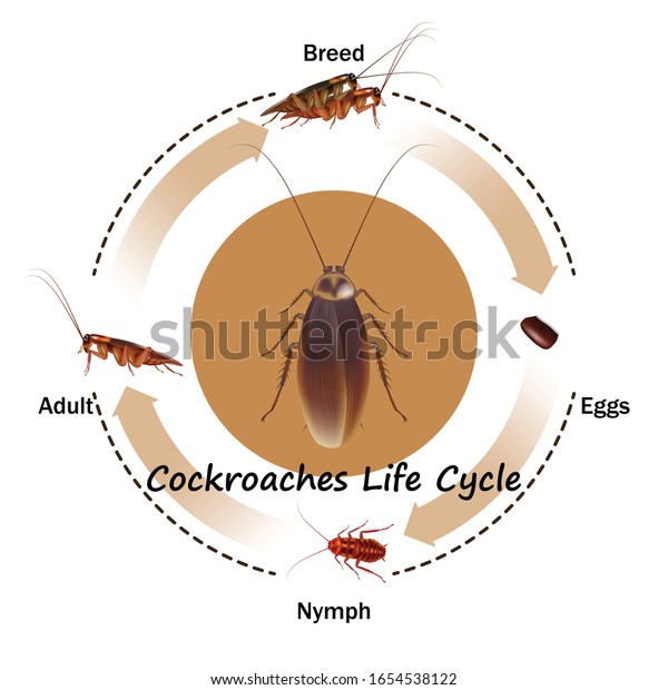 Cockroaches Life Cycle Object Vector On Stock Vector (Royalty Free ...