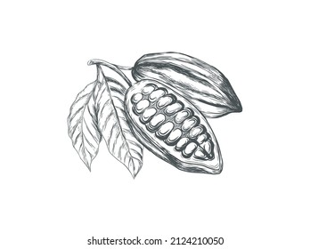 Cocoa Fruits Hand Drawing Vector Isolated Stock Vector (Royalty Free ...