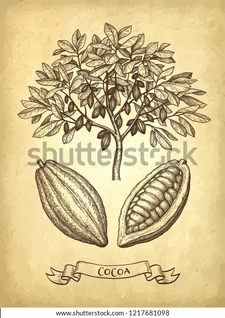 Cocoa Set Tree Pods Ink Sketch Stock Vector (Royalty Free) 1217681098 ...