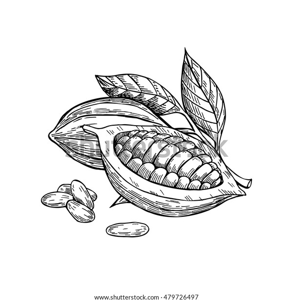 Cocoa Vector Superfood Drawing Set Isolated Stock Vector (Royalty Free ...