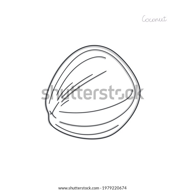 Coconut Drawing Outline Vector Illustration Stock Vector (Royalty Free ...