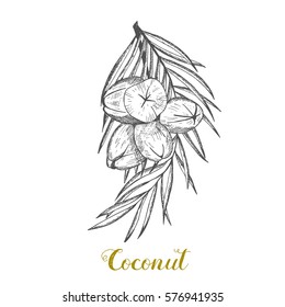 Coconut Illustrationfruits Label Background Design Packingstock Stock ...