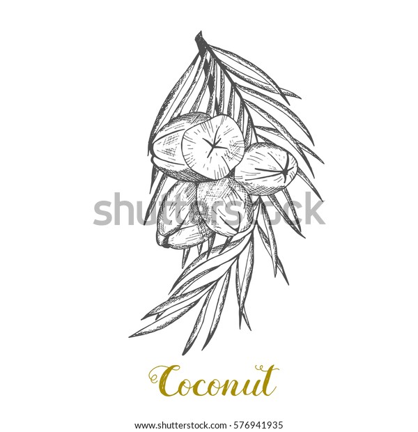 Coconut Illustrationfruits Label Background Design Packingstock Stock ...