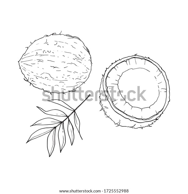 Coconut Outline Isolated On White Background Stock Vector (Royalty Free ...