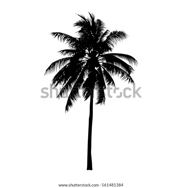 coconut tree, isolated natural sign, vector