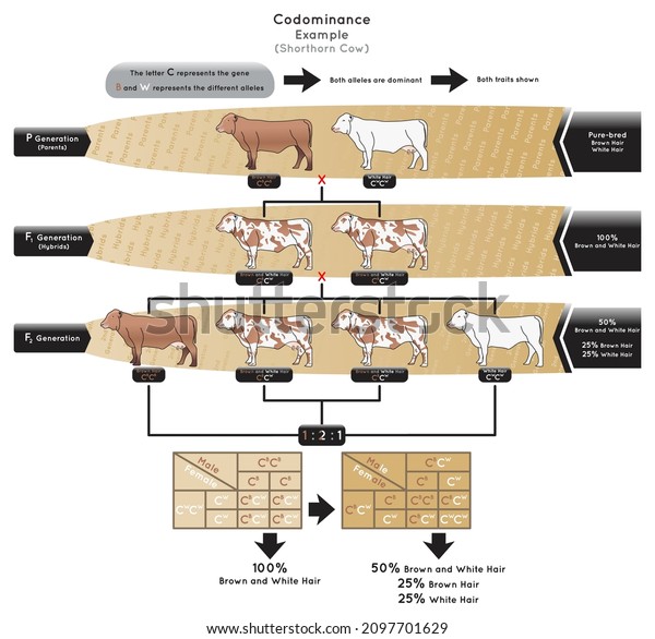 Codominancia Diagrama Infográfico Ejemplo de vaca: vector de stock ...