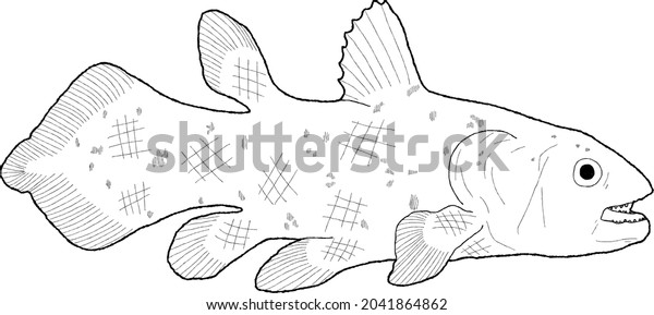 Coelacanth Vector Illustration Hand Drawn Animal Stock Vector (Royalty ...