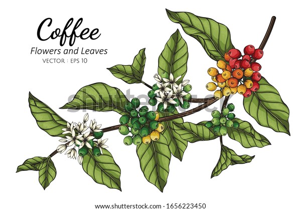 Coffee Flower Leaf Drawing Illustration Line Stock Vector (Royalty Free ...