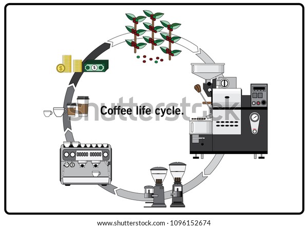 Coffee Life Cycle Vector Vintage Stlye Stock Vector (Royalty Free ...