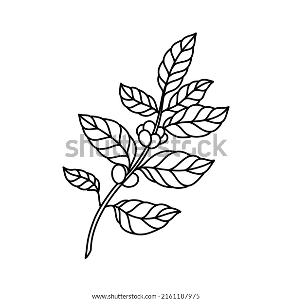 Coffee Plant Doodle Icon Vector Illustration Stock Vector (Royalty Free ...