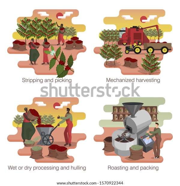 Coffee Production Process Manufacturing Stages Illustration Stock ...