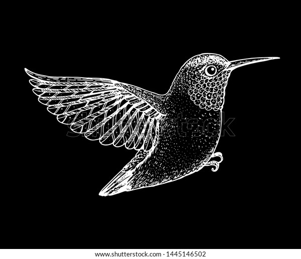 Colibri sketch, vector illustration. Hand drawn flying colibri bird ...