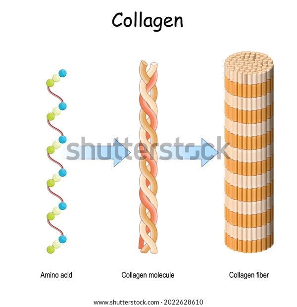 519 Collagen Fibre Images, Stock Photos & Vectors | Shutterstock