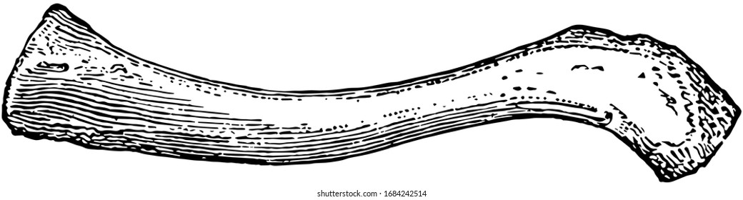 Collar Bone Human Vintage Line Drawing Stock Vector (Royalty Free ...