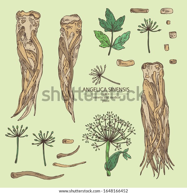 Collection Angelica Sinensis Angelica Root Plant Stock Vector (Royalty ...