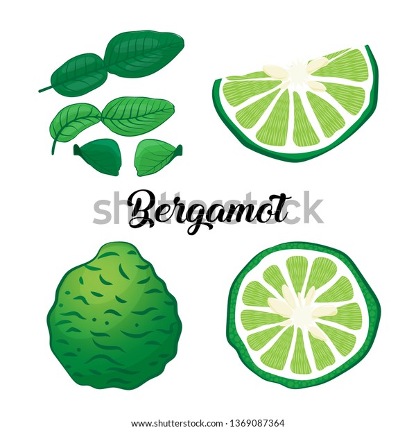 Collection Bergamot Isolated On White Background Stock Vector (Royalty ...