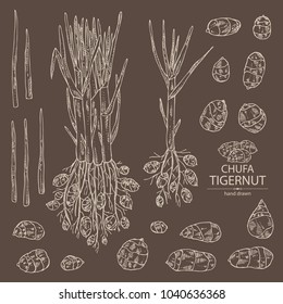 Collection Chufa Tiger Nut Tuber Chufa Stock Vector (Royalty Free ...