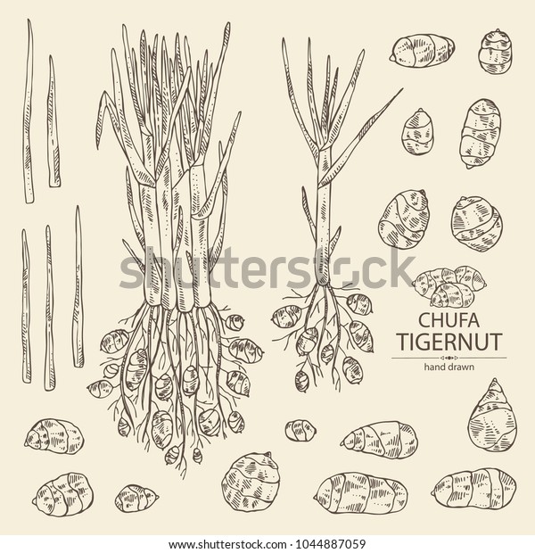 Collection Chufa Tiger Nut Tuber Chufa 스톡 벡터(로열티 프리) 1044887059 ...