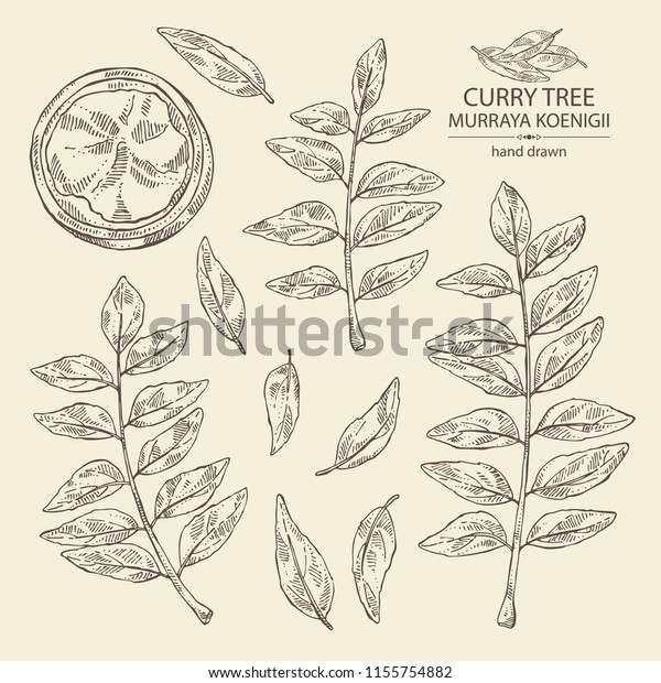 Collection Curry Tree Branch Powder Curry Stock Vector (Royalty Free ...