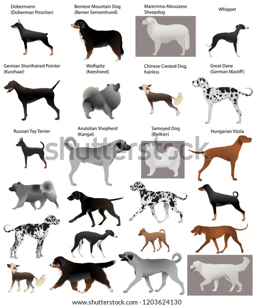 Collection Different Breeds Dogs Stock Vector (Royalty Free) 1203624130