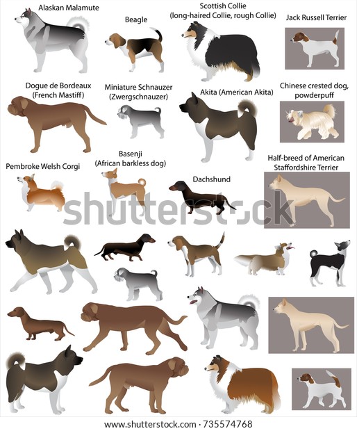 Collection Different Breeds Dogs Stock Vector (Royalty Free) 735574768 ...