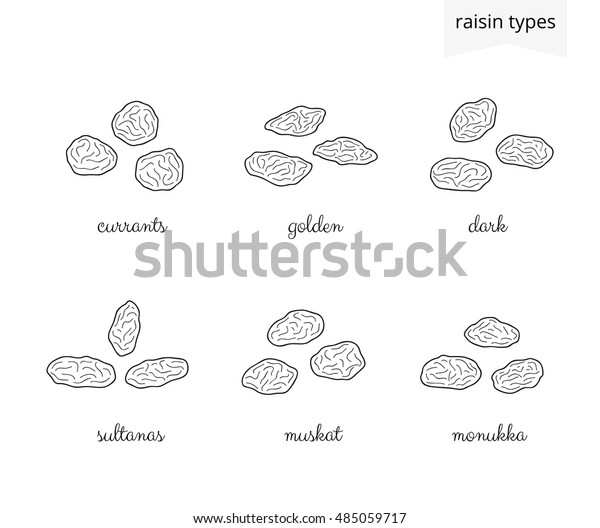 Collection Different Hand Drawn Outline Raisin: เวกเตอร์สต็อก (ปลอดค่า ...