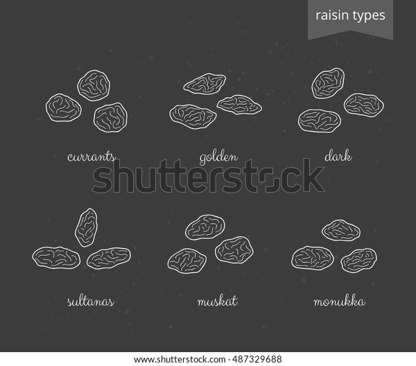 Collection Different Hand Drawn Outline Raisin Stock Vector (Royalty ...