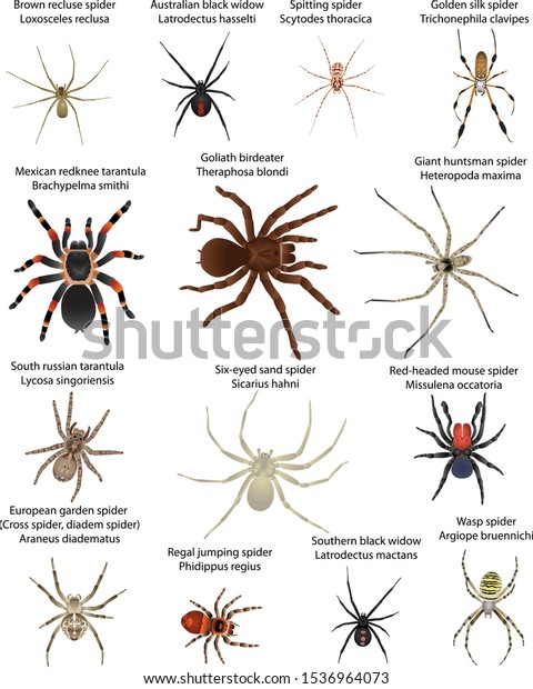 Collection Different Species Spiders Colour Image Stock Vector (Royalty ...