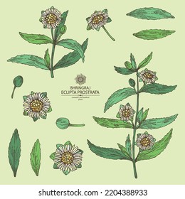 Collection Eclipta Prostrata Bhringraj Plant Leaves Stock Vector ...