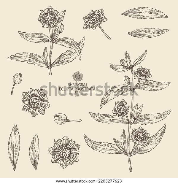 Collection Eclipta Prostrata Bhringraj Plant Leaves Stock Vector ...