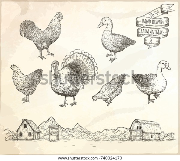 Collection Farm Poultry Hand Drawn Isolated Stock Vector (Royalty Free ...