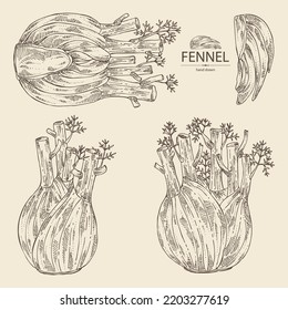 2,569 Fennel plant drawing Images, Stock Photos & Vectors | Shutterstock