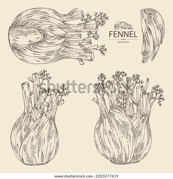 Collection Fennel Full Fennel Piece Fennel Stock Vector (Royalty Free ...