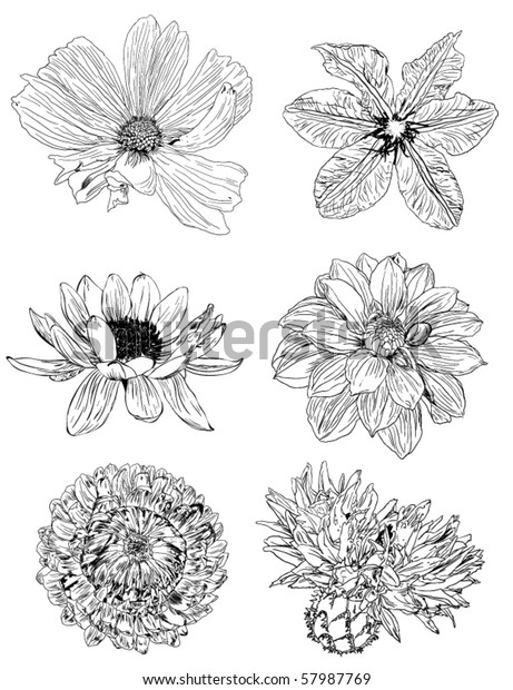 Collection Flower Sketches Stock Vector (Royalty Free) 57987769 ...