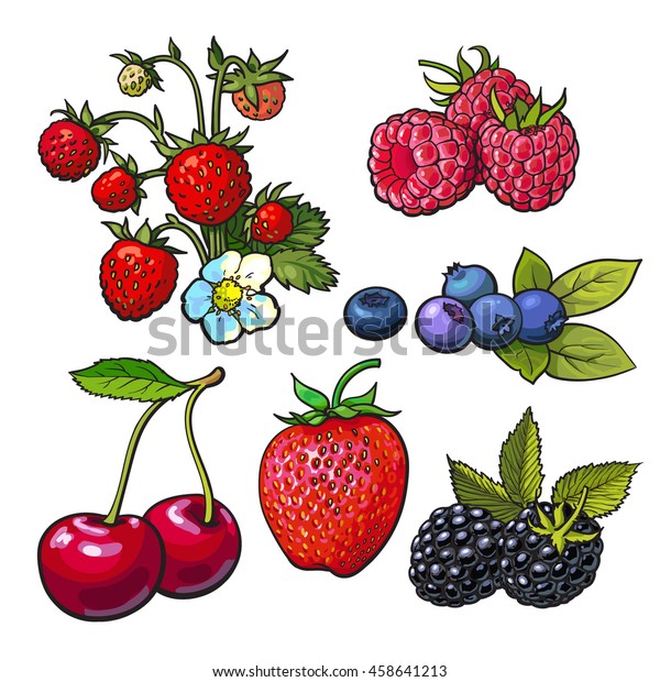 Collection Forest Berries Vector Illustration Isolated Stock Vector ...