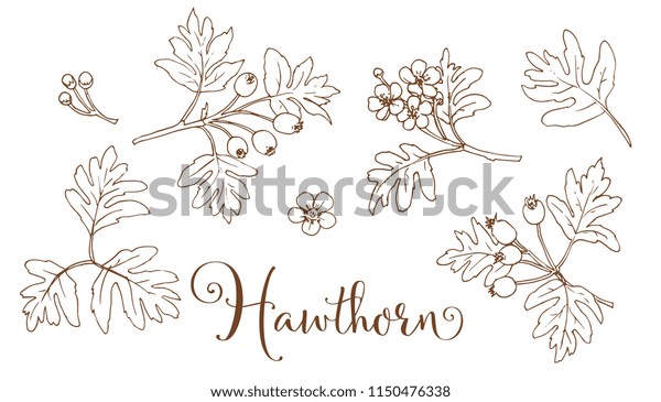 Collection Hand Drawing Hawthorn Stock Vector (Royalty Free) 1150476338