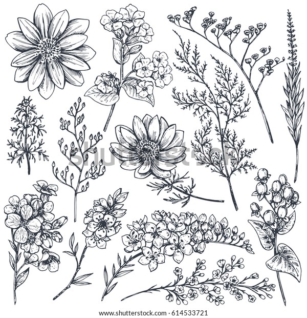 Collection Hand Drawn Spring Flowers Plants Stock Vector (Royalty Free ...