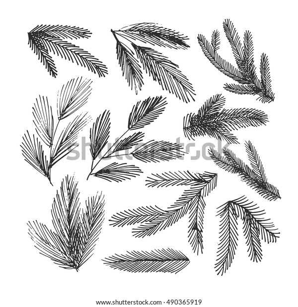 Collection Hand Drawn Spruce Branches Ink Stock Vector (Royalty Free ...
