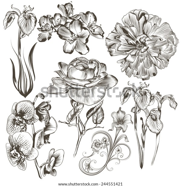 Collection High Detailed Vector Flowers Design Stock Vector (Royalty ...