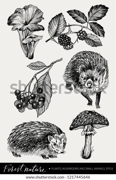 Collection Highly Detailed Hand Drawn Mushrooms Stock Vector (Royalty ...
