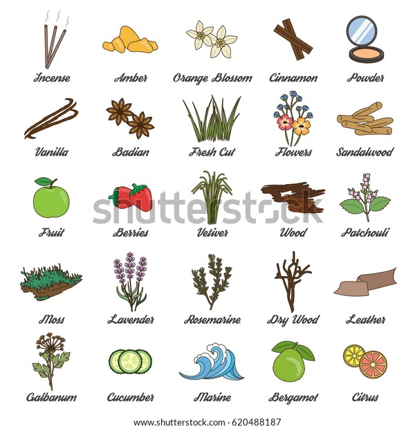 Collection Icons Aromatic Plants Herbas Woods 스톡 벡터(로열티 프리) 620488187 ...