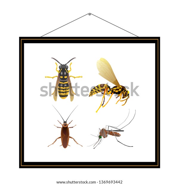 Collection Insects Frame Wasp Mosquito Cockroach Stock Vector (Royalty ...