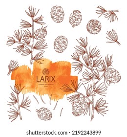 Collection Larix Larch Tree Larix Branch Stock Vector (Royalty Free ...