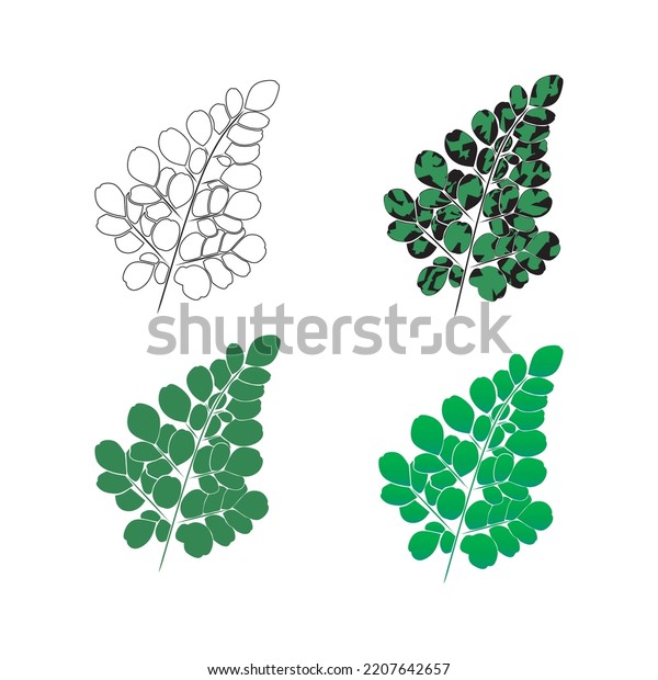 Collection Moringa Leaves Isolated On White Stock Vector (Royalty Free ...