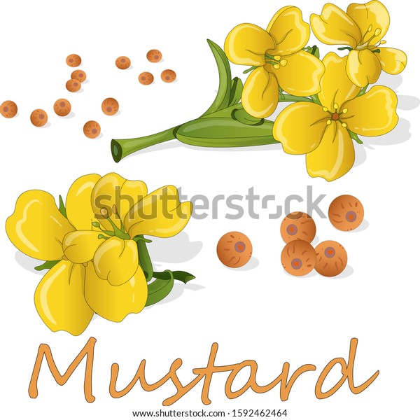 Collection Mustard Vector Illustrations Mustard Seeds Stock Vector ...