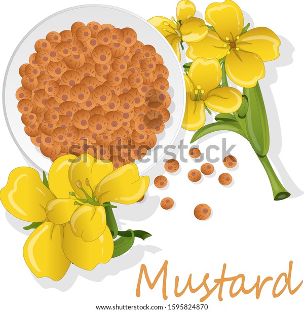 Collection Mustard Vector Illustrations Mustard Seeds Stock Vector ...