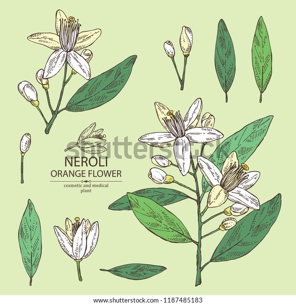Collection Neroli Orange Flower Orange Flowering Stock Vector (Royalty ...