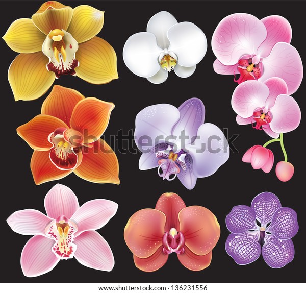 Collection Orchid Flower: vetor stock (livre de direitos) 136231556 ...