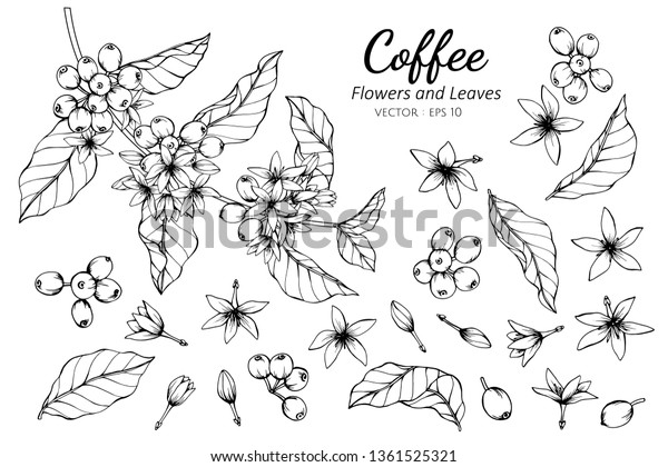 61,044 Coffee Flower Illustration Images, Stock Photos & Vectors ...