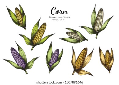 Collection Set Corn Drawing Illustration 스톡 벡터(로열티 프리) 1507891646 ...